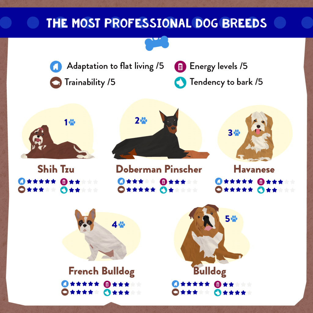 The Most Suitable Dog Breeds For Remote Working - SmallBusinessPrices.co.uk
